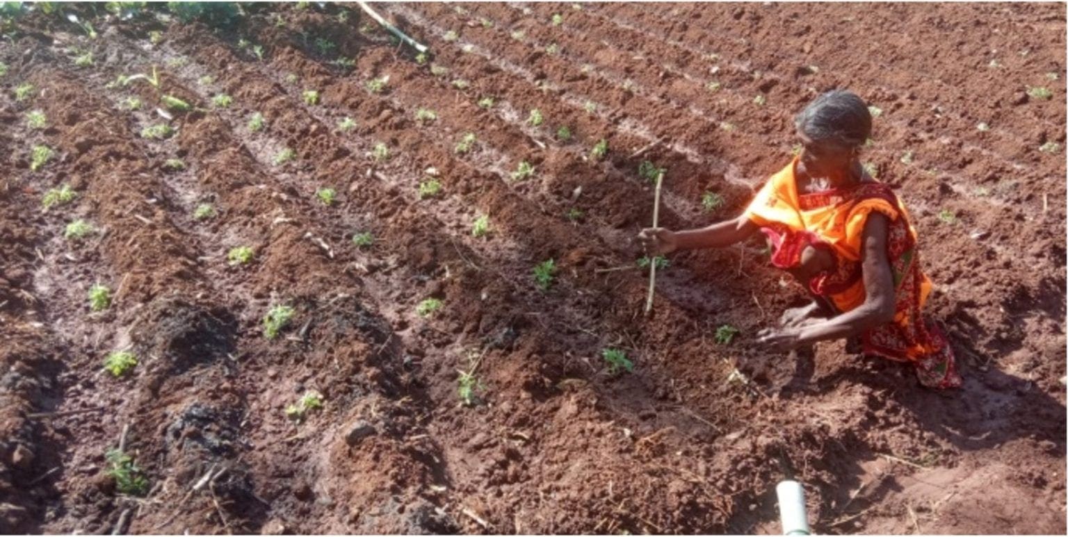 COVID-19 Food Insecurity in Asia: A Call to Action